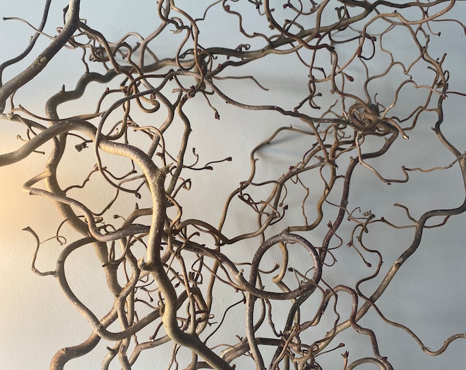 Tall Twisted Willow Stems | Contorted Willow | Natural Willow | 80cm ...