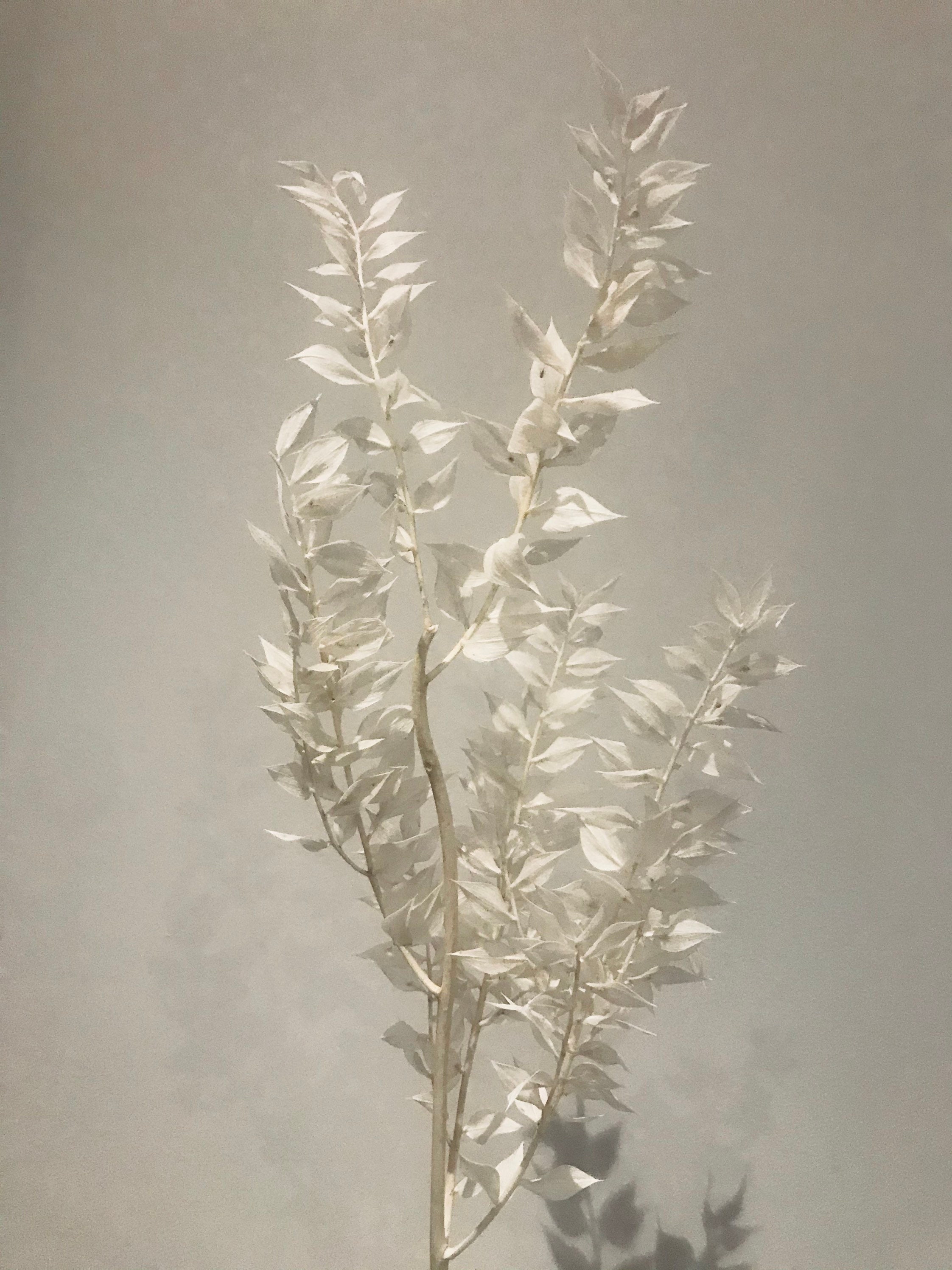 Bleached Dried Ruscus Foliage Bleached Foliage | Etsy UK