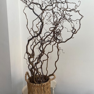 Tall Twisted Willow Stems Contorted Willow Natural Willow 80cm Tall - Etsy