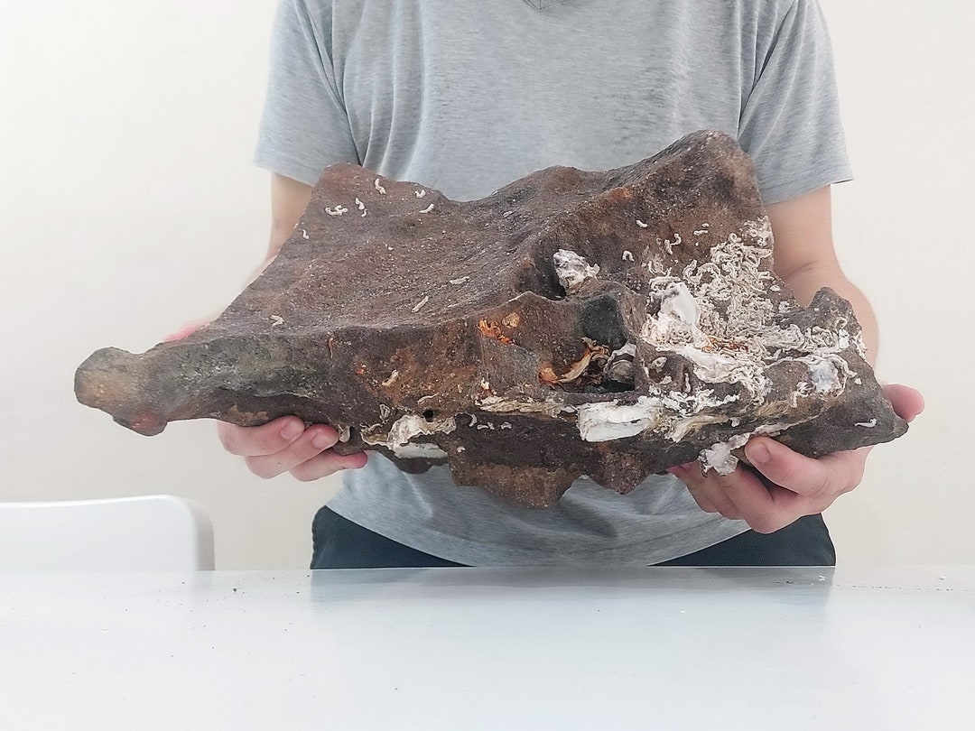The Giant Fulgurite Lightning Crystals From Thailand Natural Rare Stone ...