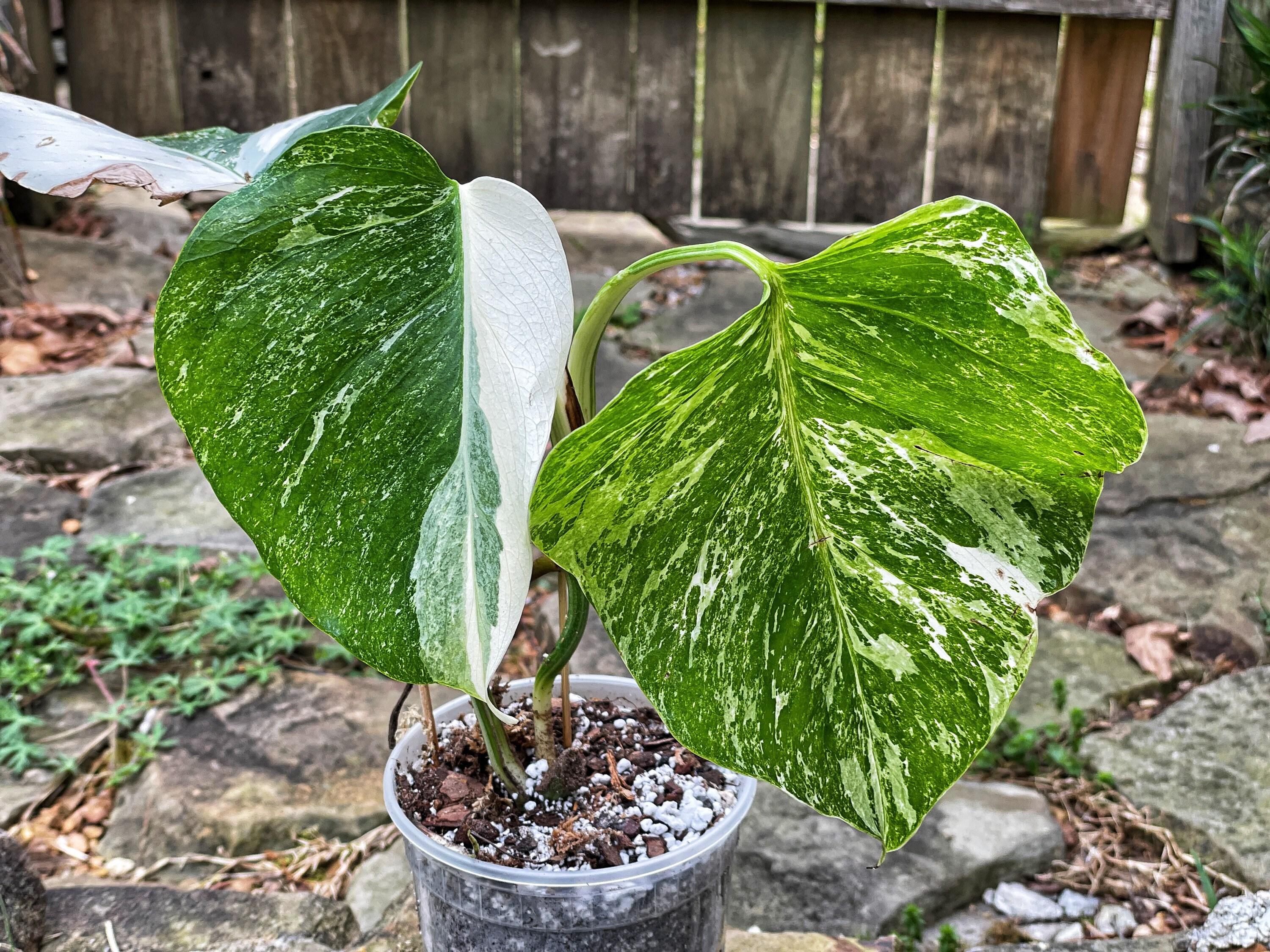 Variegated Monstera