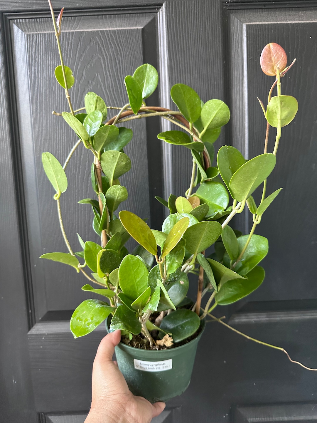 6 Hoya Australis on Trellis grower Choices - Etsy