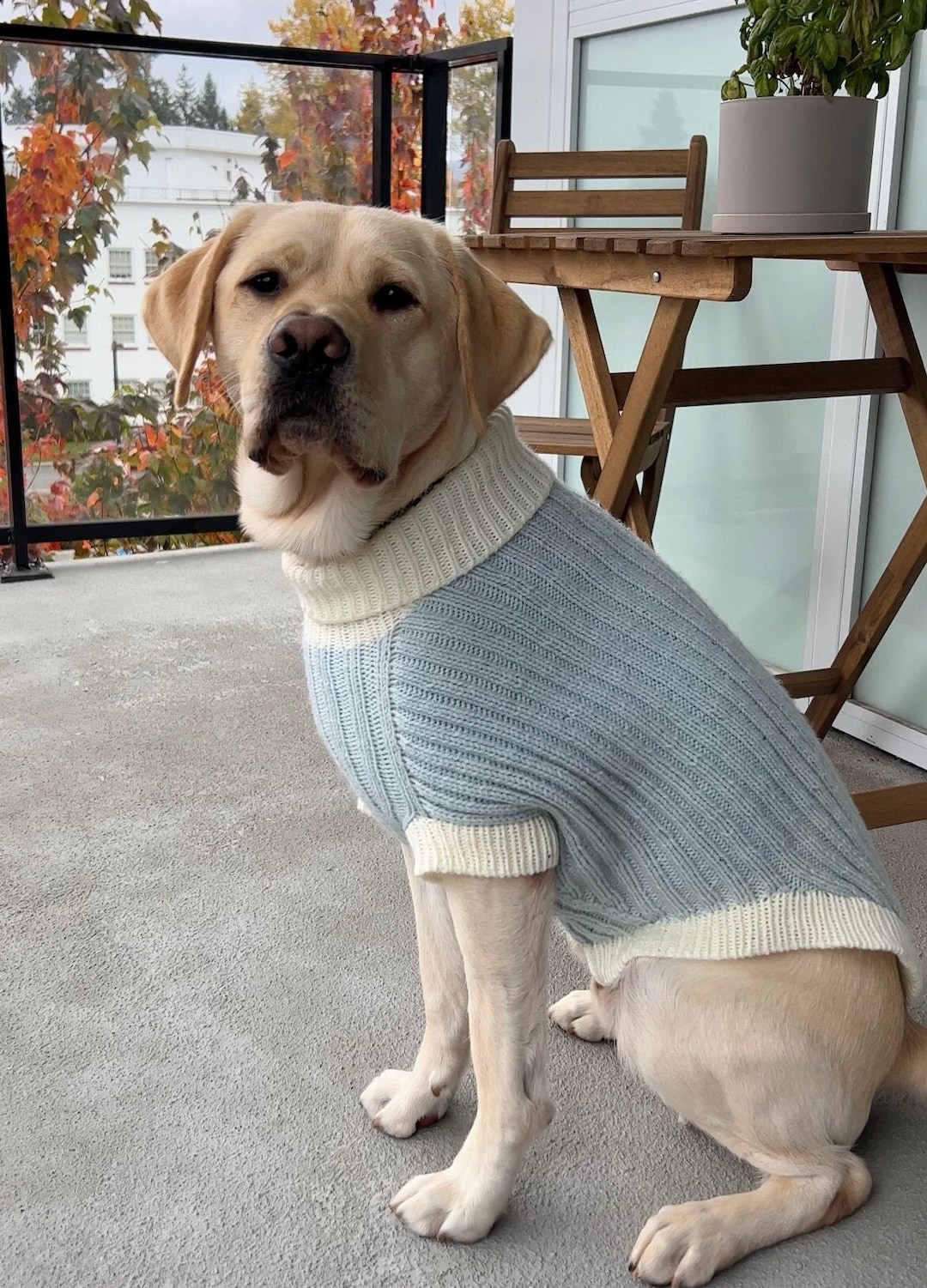 Tio Sweater — Knitting Pattern for Large Dog Sweater - Etsy