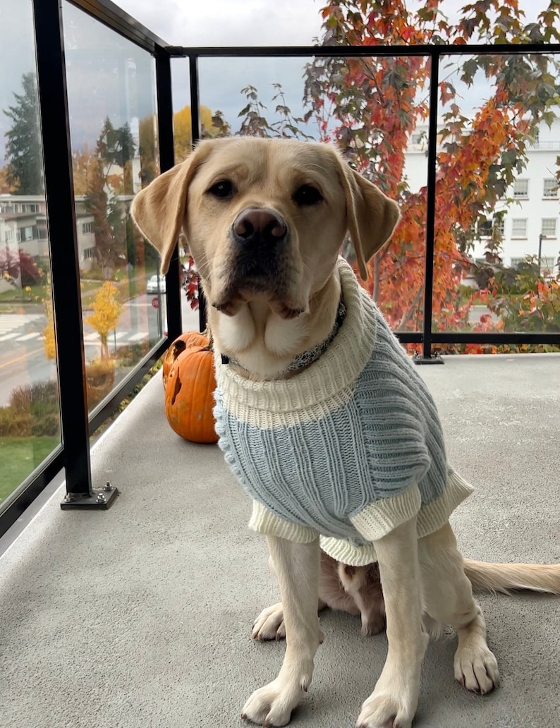 Tio Sweater — Knitting Pattern for Large Dog Sweater - Etsy