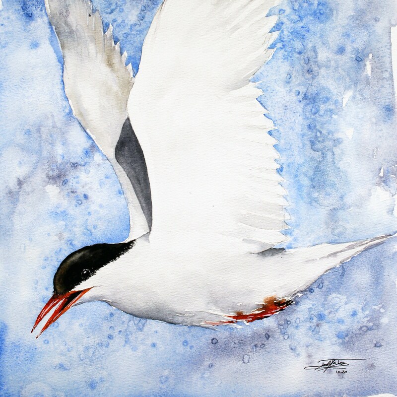 Common Tern - Etsy