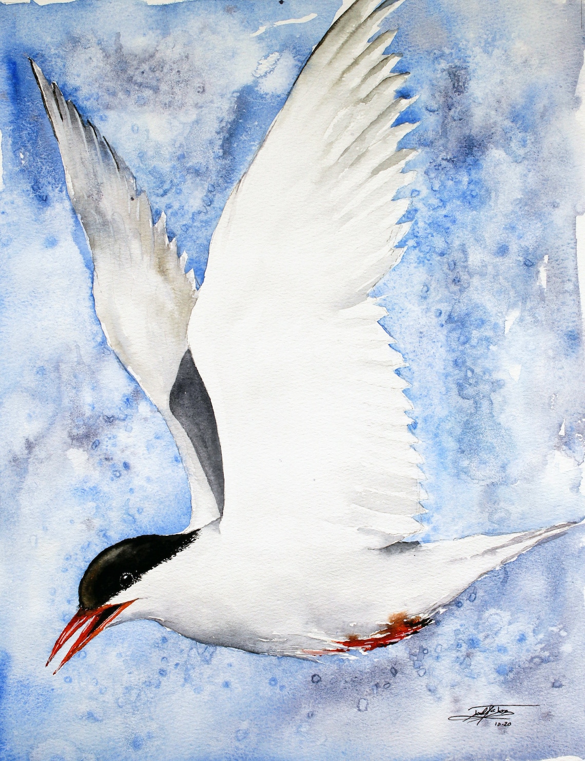Original Common Tern bird Watercolor art original painting - Etsy Nederland