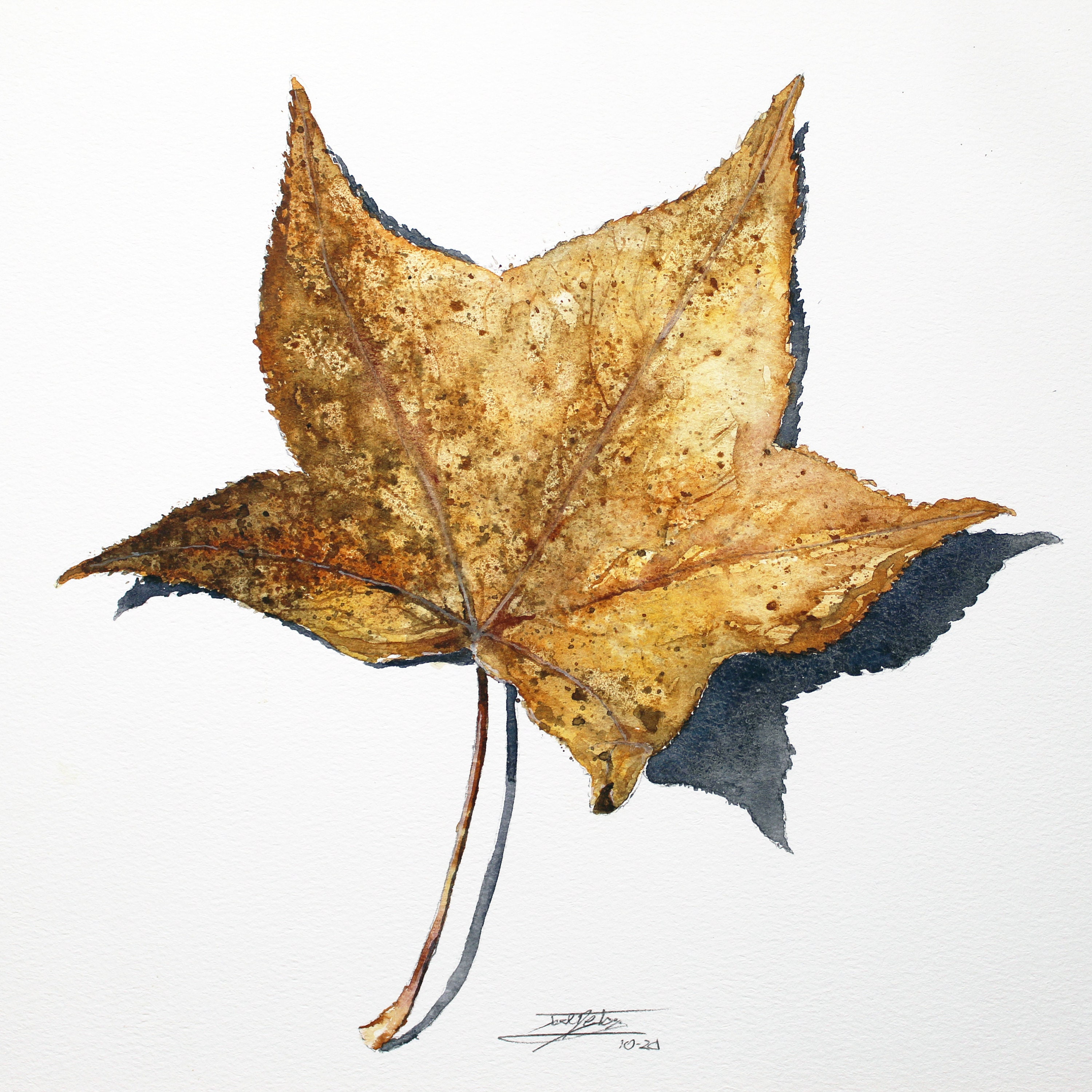 Sweet Gum Tree Leaves Drawing