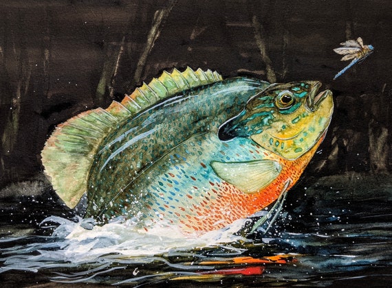 Redbreast & Dragonfly Sunfish Watercolor Giclee Print Fly - Etsy