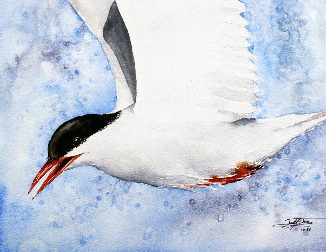 Original Common Tern bird Watercolor art original painting - Etsy Nederland