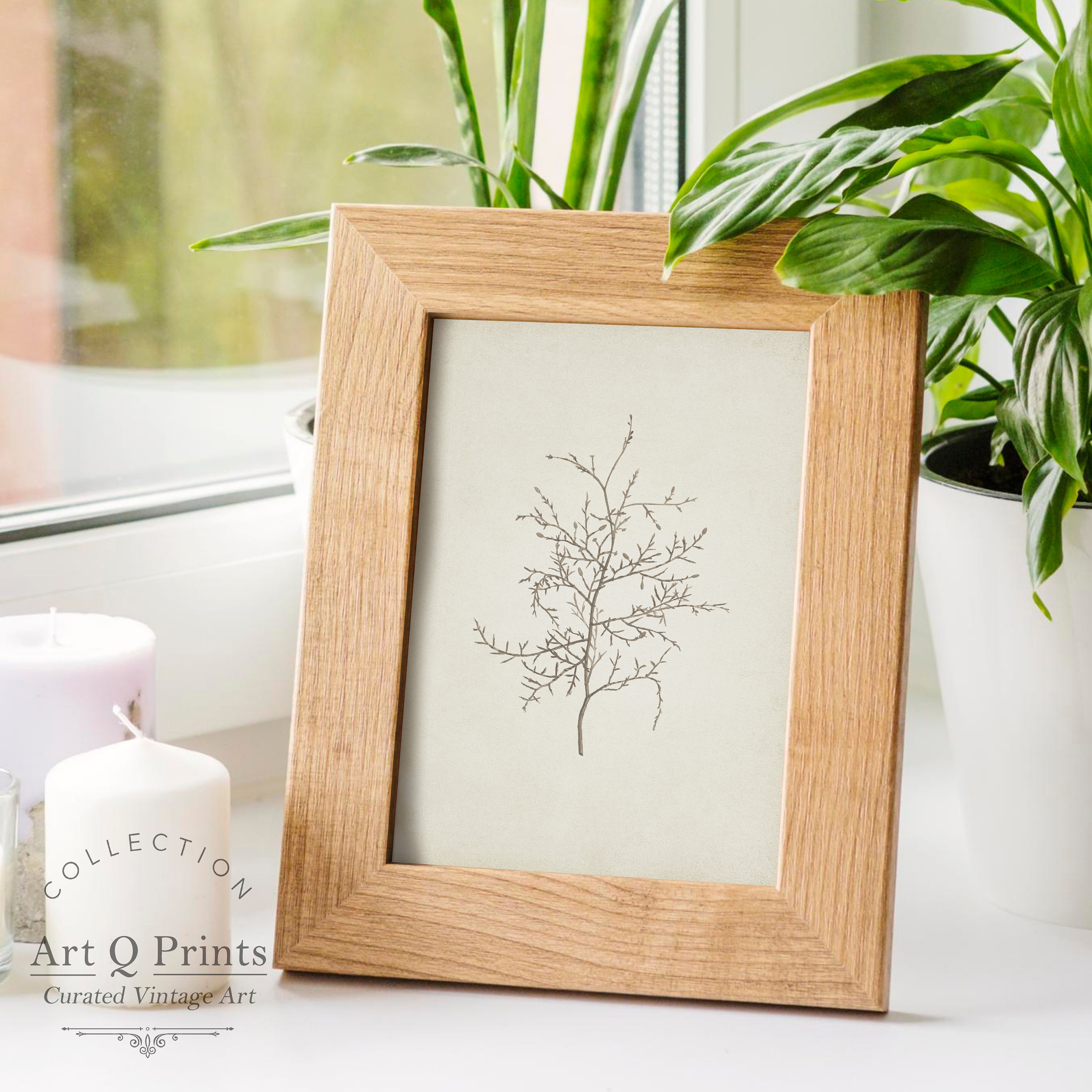 Thuya Articulata Printable, Vintage Wall Art Decor, Old Illustration ...