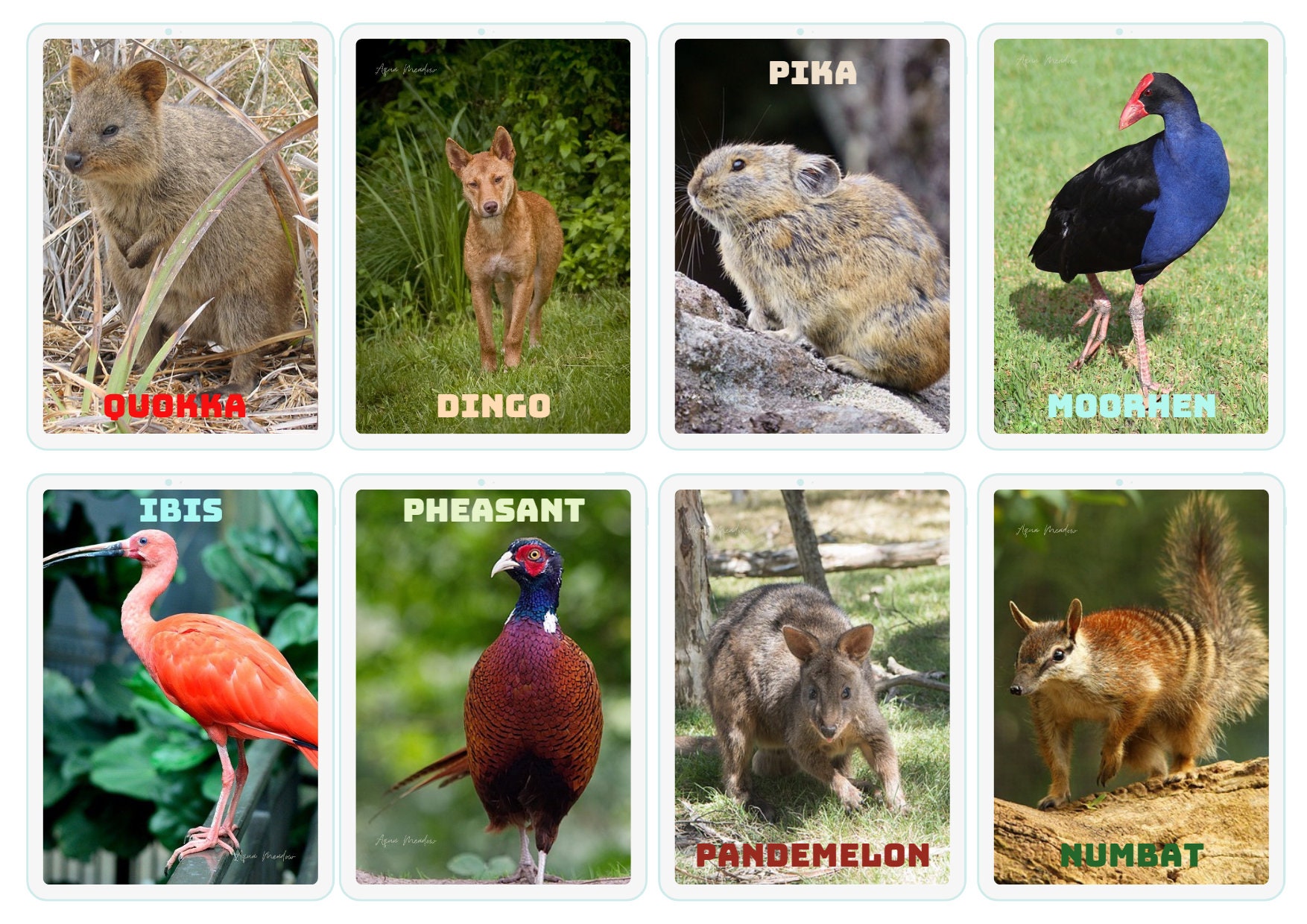 Printable Animal Flashcards for Kids - Etsy