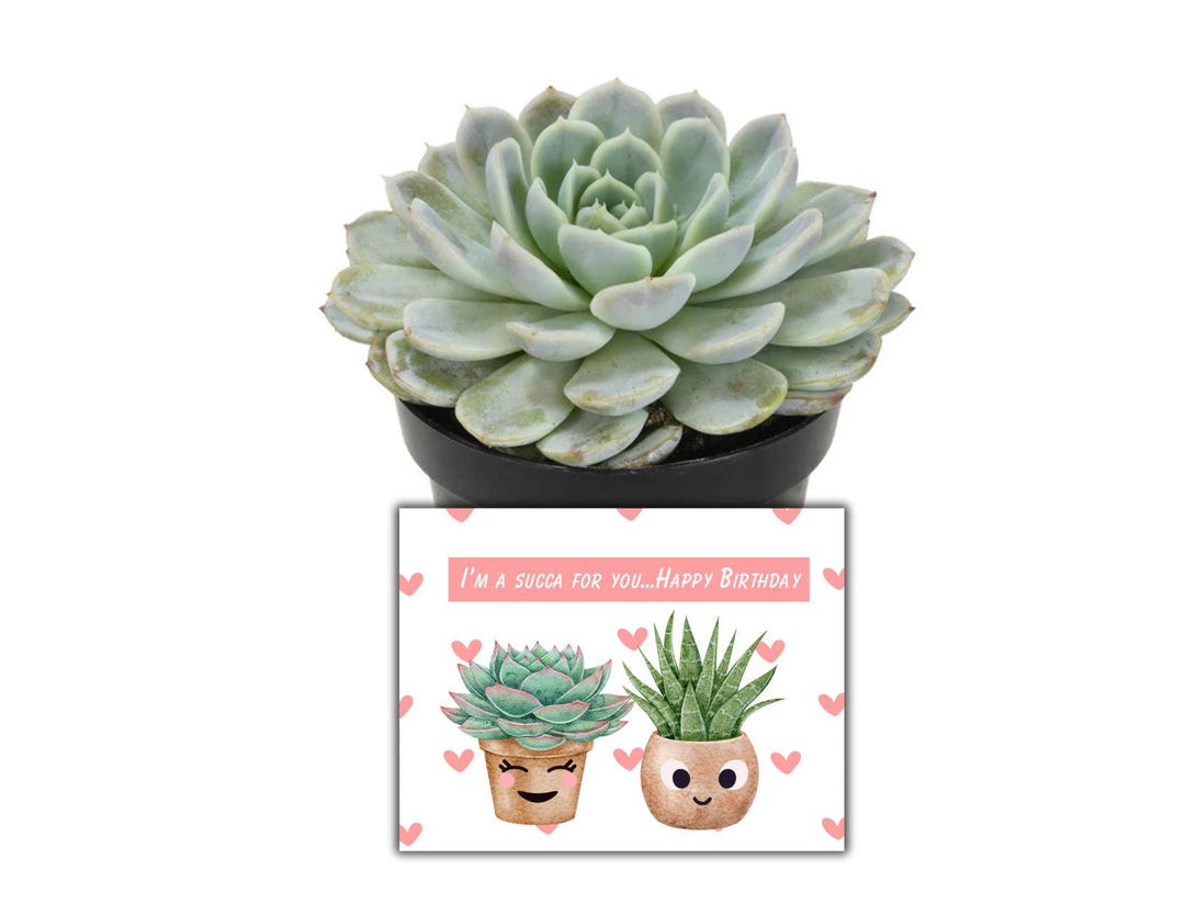 I'm A Succa for You ...happy Birthday Gift Birthday Flowers Potted ...