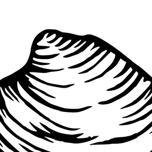 Clam SVG | Clam Clip Art | Clams | Clam Download | Shell | Clam Shell ...