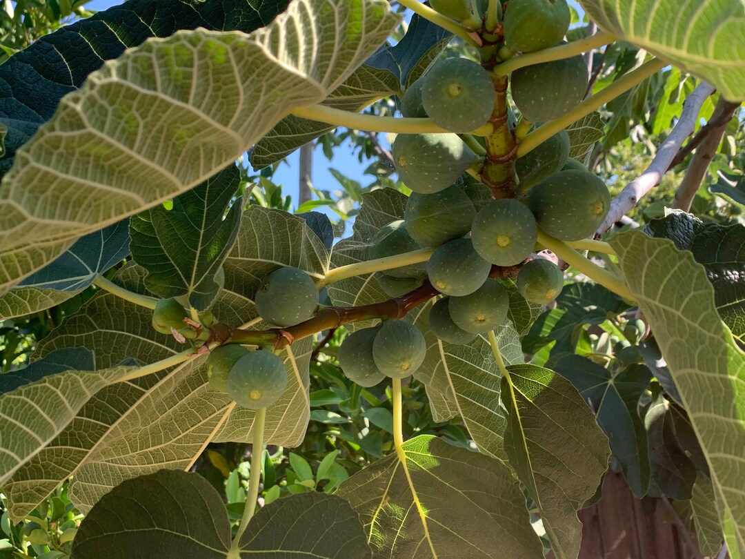 White Adriatic Fig Tree 4 Fresh Cuttings, 6-8 Inches in Length, "extra ...