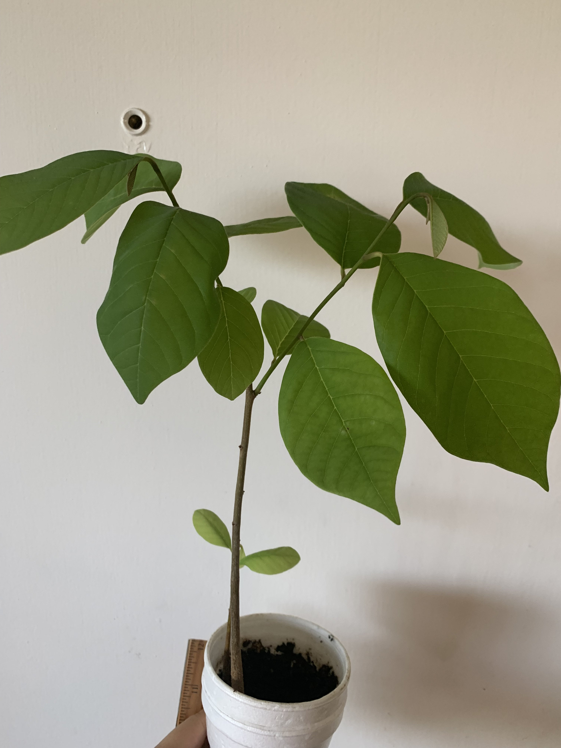 Growing Cherimoya From Seed