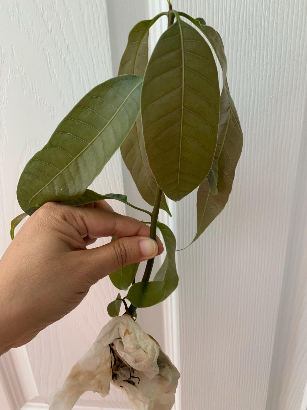 Big Manila Mango Tree Seedling of Big and Sweet Fruit- 10-11 Inches ...