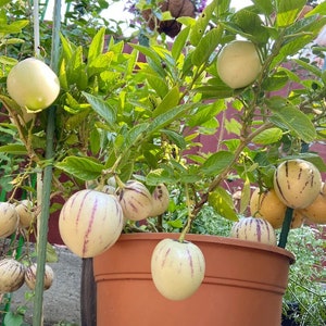 Pepino Melon Pear Seeds, Teacher Gifts, Best Gift for Him Her ...