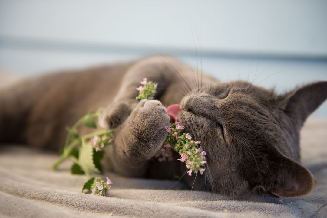 Cat Mint Seeds: Perennial Flowering Plant, Pet Friendly and Safe, Cats ...
