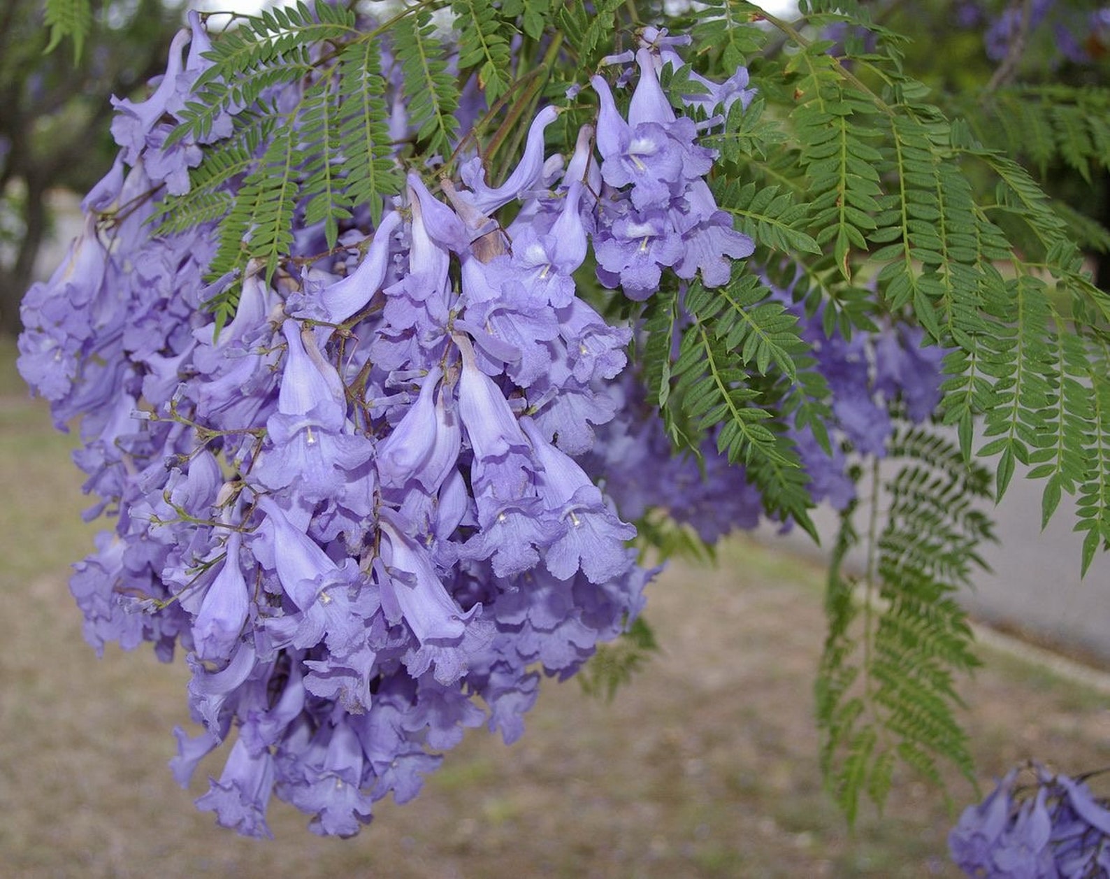 Jacaranda Tree Seeds: Purple Blue Flowering Plant, Home Garden Decor - Etsy
