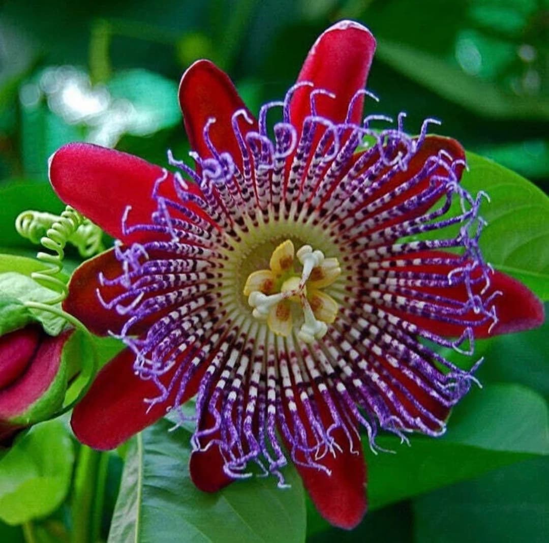 Red Passion Flower Seeds Passiflora Outdoor Garden Home Decor Gift for Him Her Mom Dad Organic Gardening Flowering Plants Birthday DIY Etsy