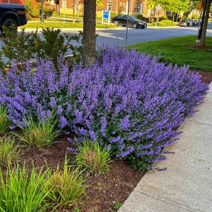Cat Mint Seeds: Perennial Flowering Plant, Pet Friendly and Safe, Cats ...