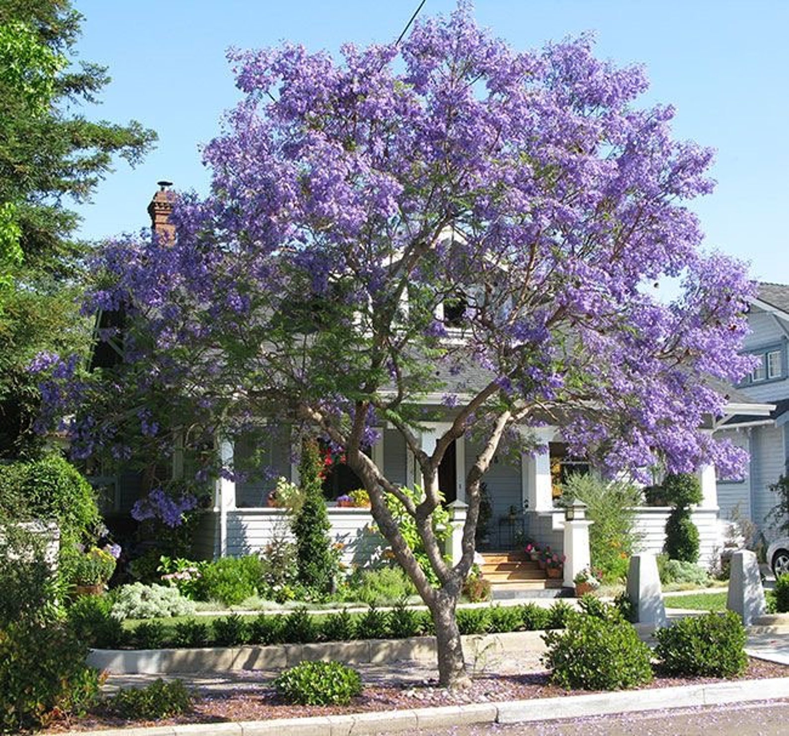 Jacaranda Tree Seeds: Purple Blue Flowering Plant, Home Garden Decor - Etsy