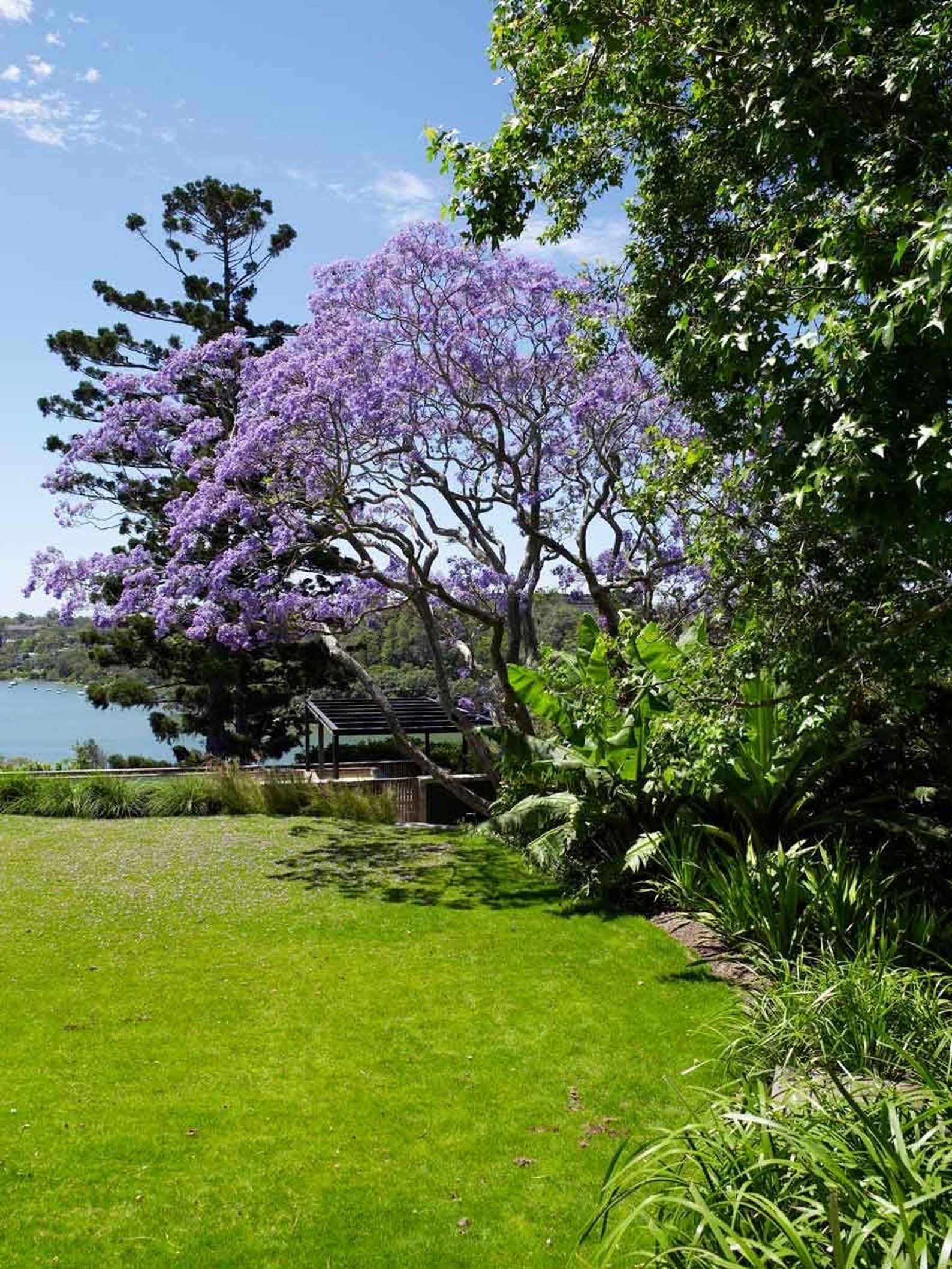 Jacaranda Tree Seeds: Purple Blue Flowering Plant, Home Garden Decor - Etsy
