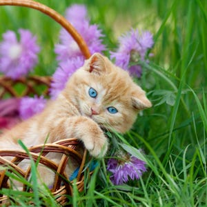 Cat Mint Seeds: Perennial Flowering Plant, Pet Friendly and Safe, Cats ...