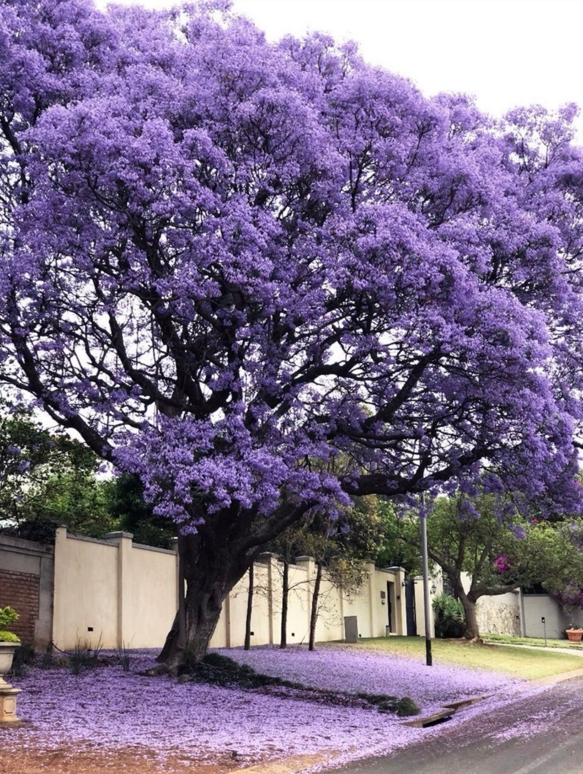 Jacaranda Tree Seeds: Purple Blue Flowering Plant, Home Garden Decor - Etsy