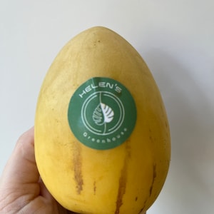 Pepino Melon Pear Seeds, Teacher Gifts, Best Gift for Him Her Gardening ...