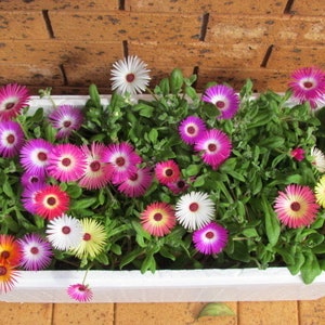 Ice Flower Seeds, Flower Power, Best Gift for Him Her Mom Dad Teacher ...