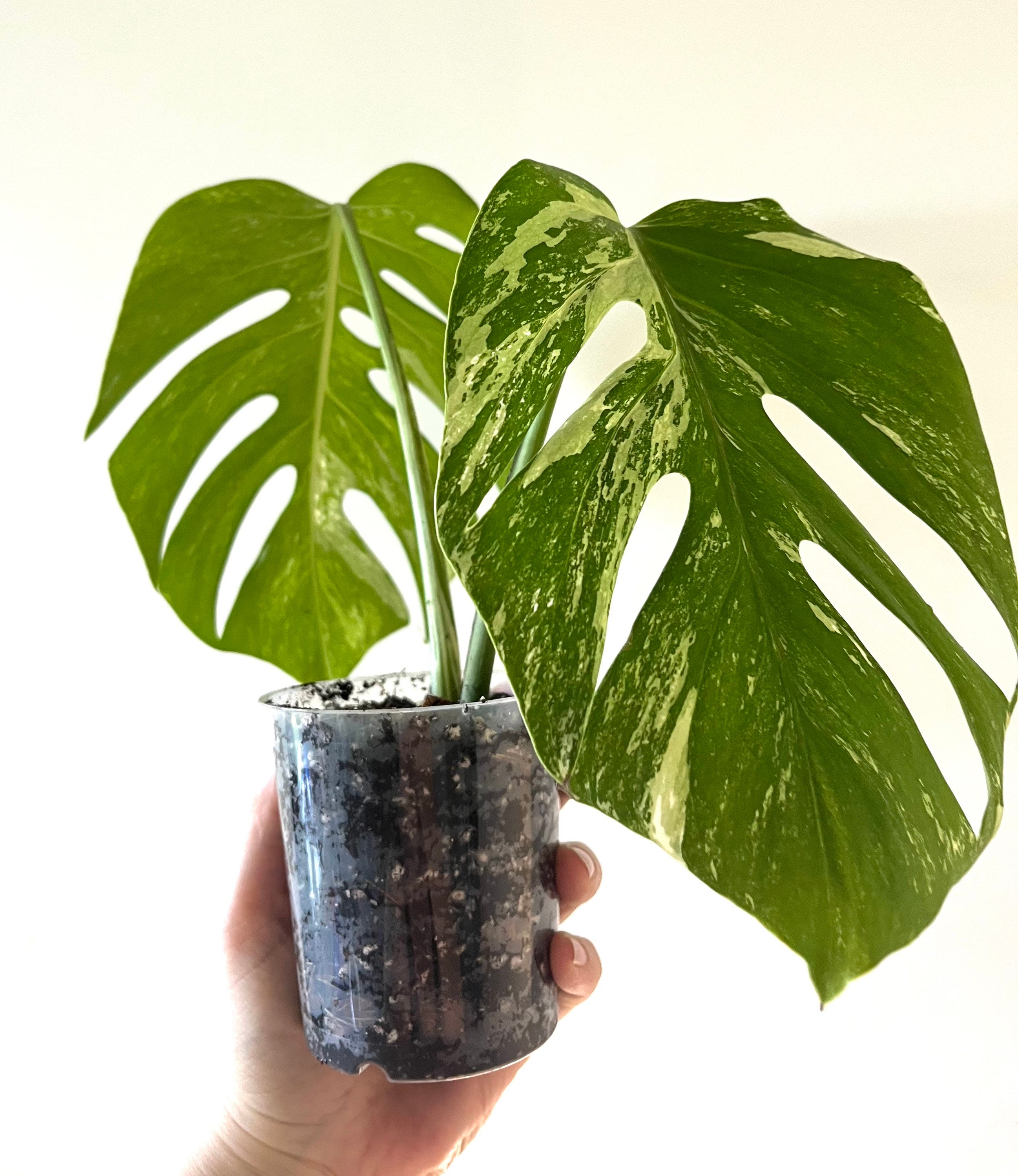 Transparent Plant Pot High Quality With Drainage Holes - Etsy