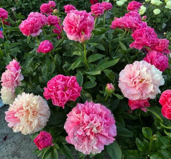 Pastel Peony Poppy Aster Flower Seeds: Organic DIY Gardening Garden - Etsy