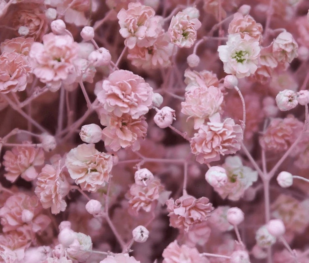 Pink Baby Breath Seeds, Perennial Baby's Breath Flowers, Gift for Him ...