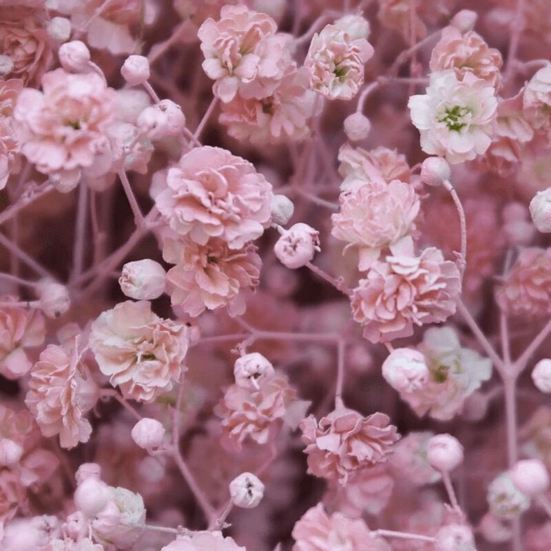 Babys Breath Plant - Etsy