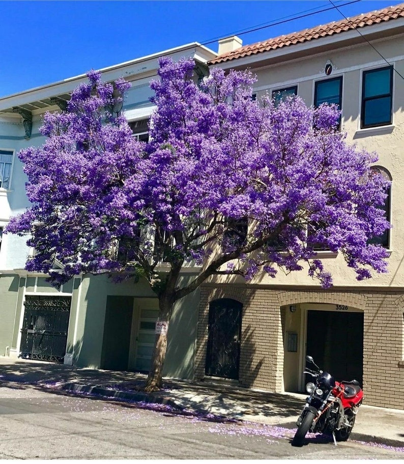 Jacaranda Tree Seeds: Purple Blue Flowering Plant, Home Garden Decor - Etsy