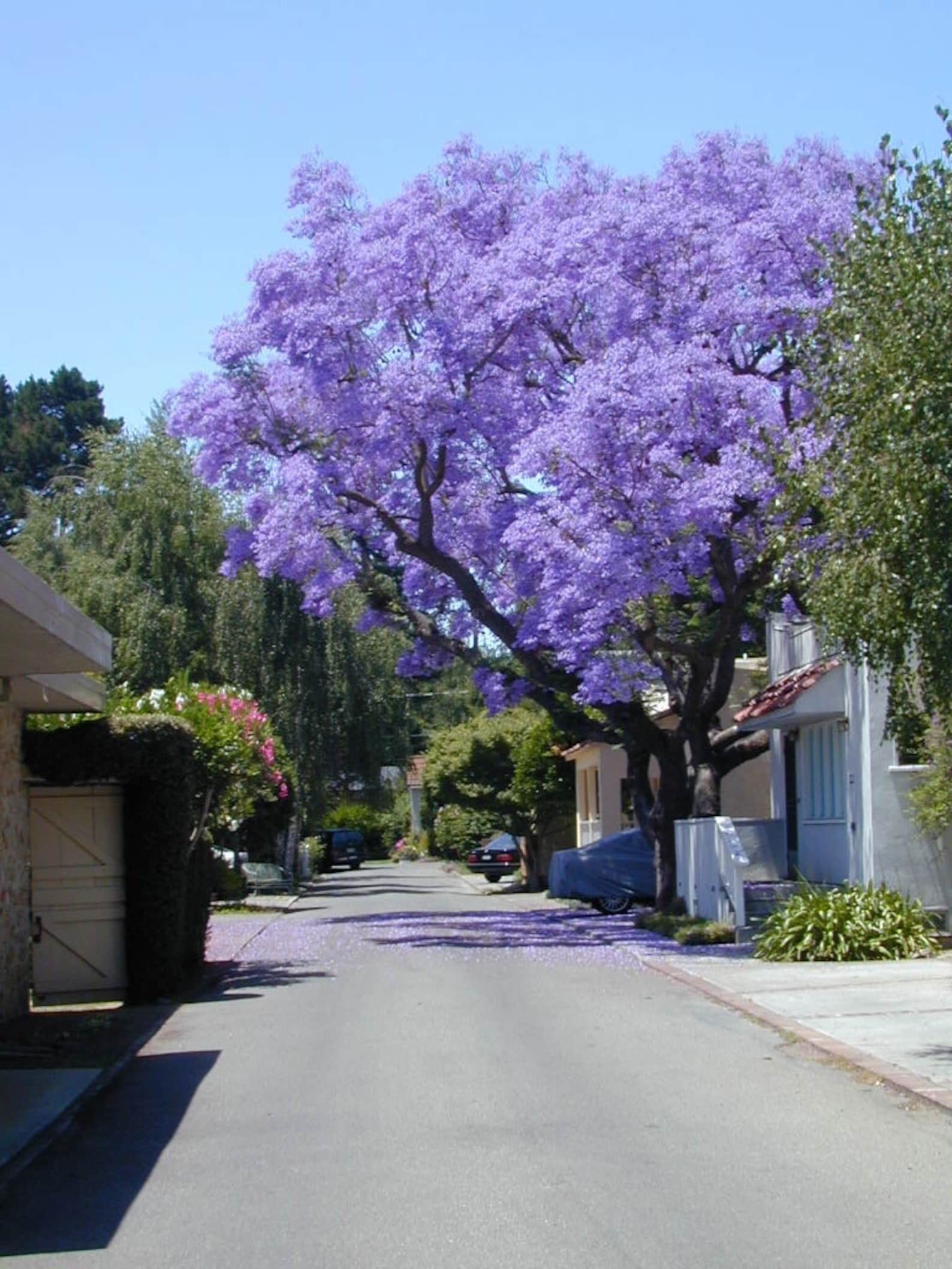 Jacaranda Tree Seeds: Purple Blue Flowering Plant, Home Garden Decor - Etsy