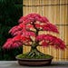 Red Maple Bonsai Tree Seeds: Acer Perennial for Indoor and Outdoor ...