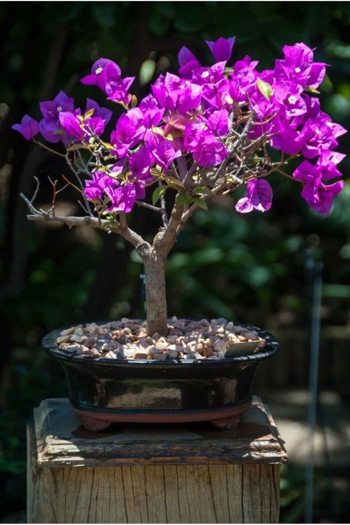 Purple Flowering Bonsai Tree Seeds: DIY Gardening Gift, Garden and ...