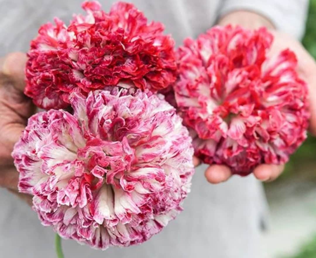 Flemish Antique Poppy Peony Seeds: DIY Organic Gardening, Pink Pastel ...