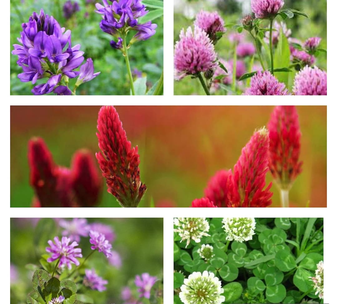 Colorful Clover Seeds: 5 Varieties to Choose From, Perennial Organic ...