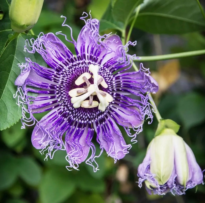 Purple Passion Flower Seeds: Organic DIY Gardening Passiflora, Climbing ...