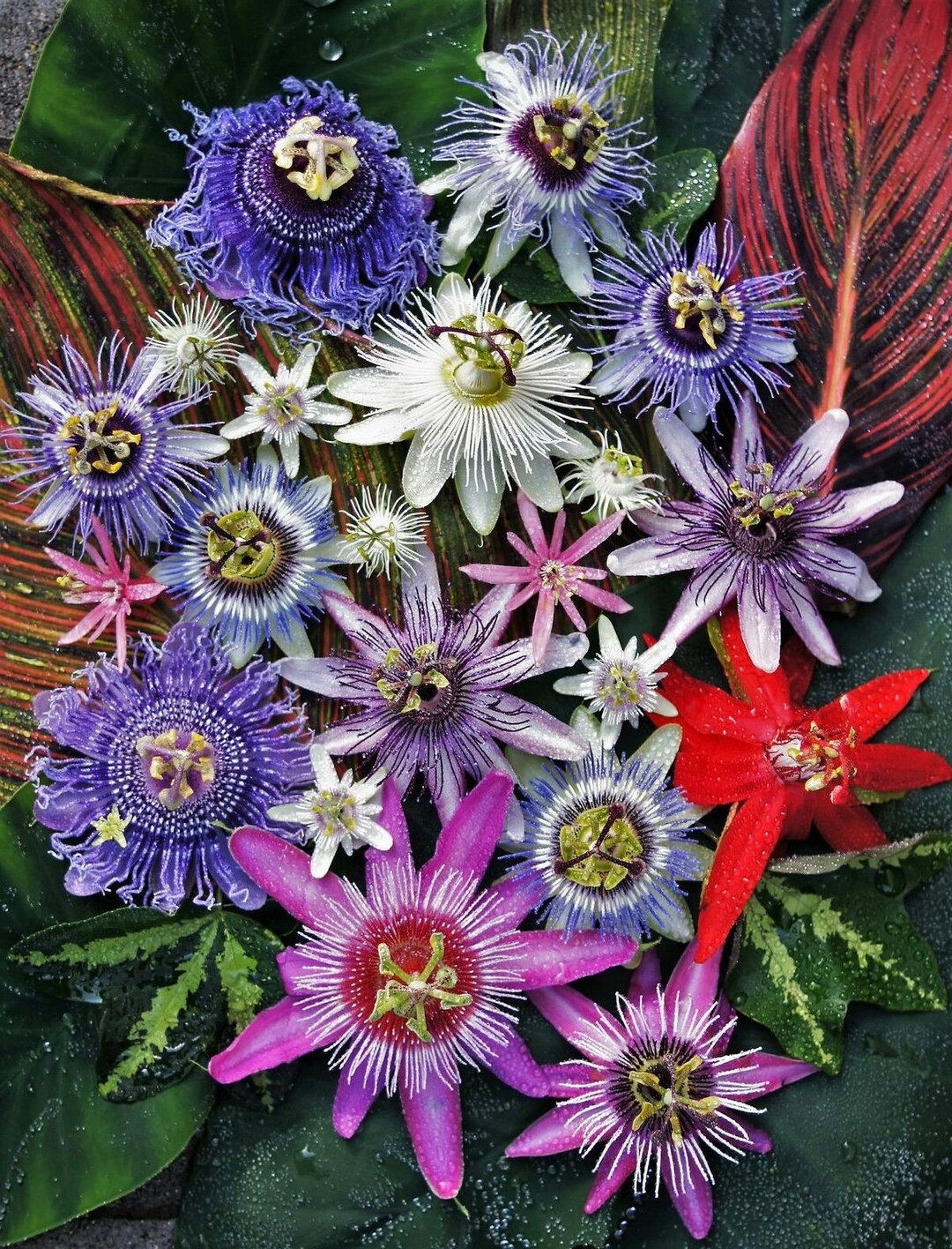 10 Different Passion Flower Variety Seeds, Easy to Grow, Passiflora ...
