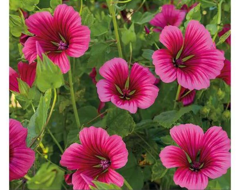 Red Queen Malope Flower Seeds: Organic DIY Gardening, Edible Flowers ...
