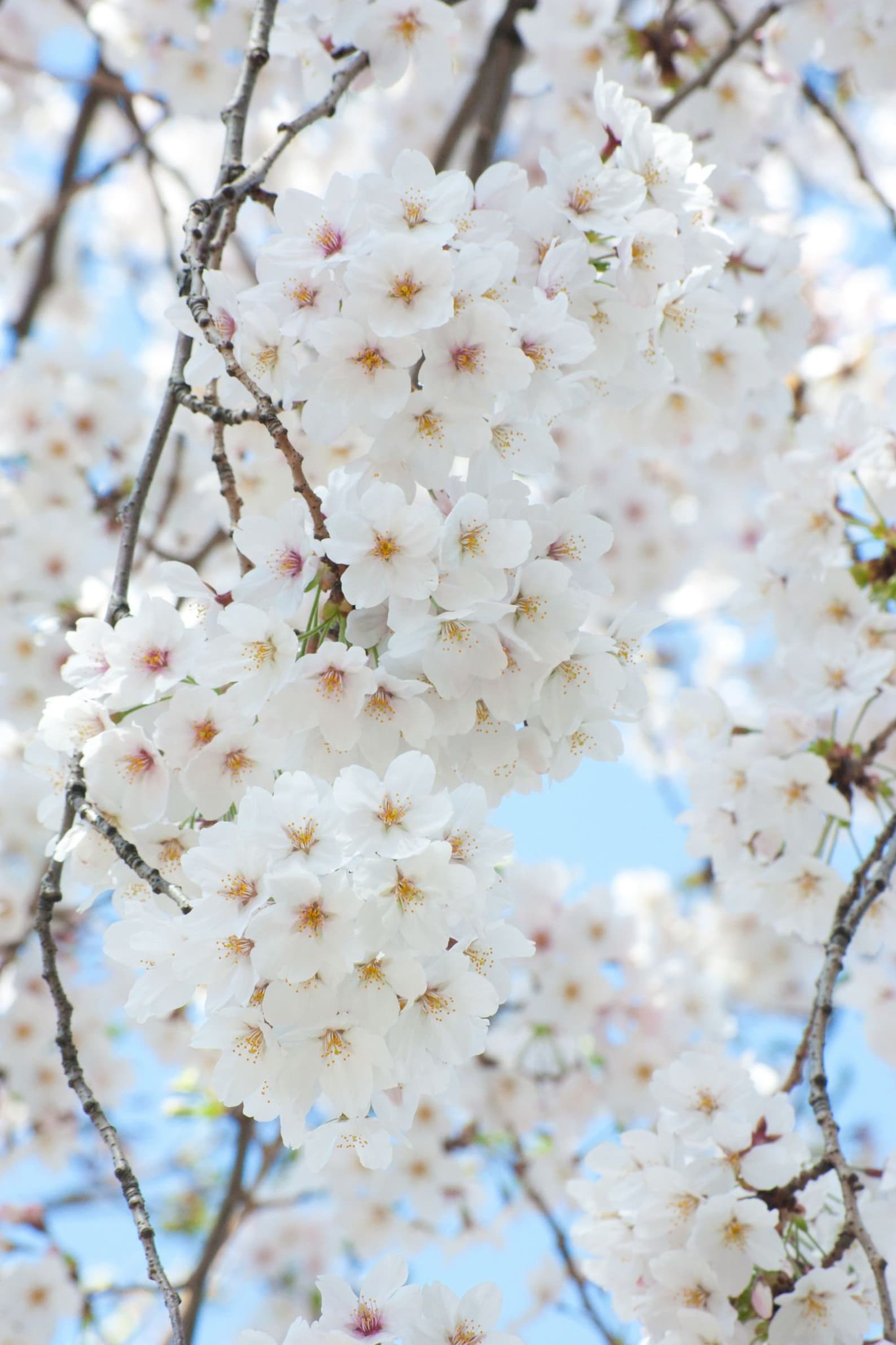 White Cherry Blossom Bonsai Tree Seeds: Japanese Sakura Flowering ...