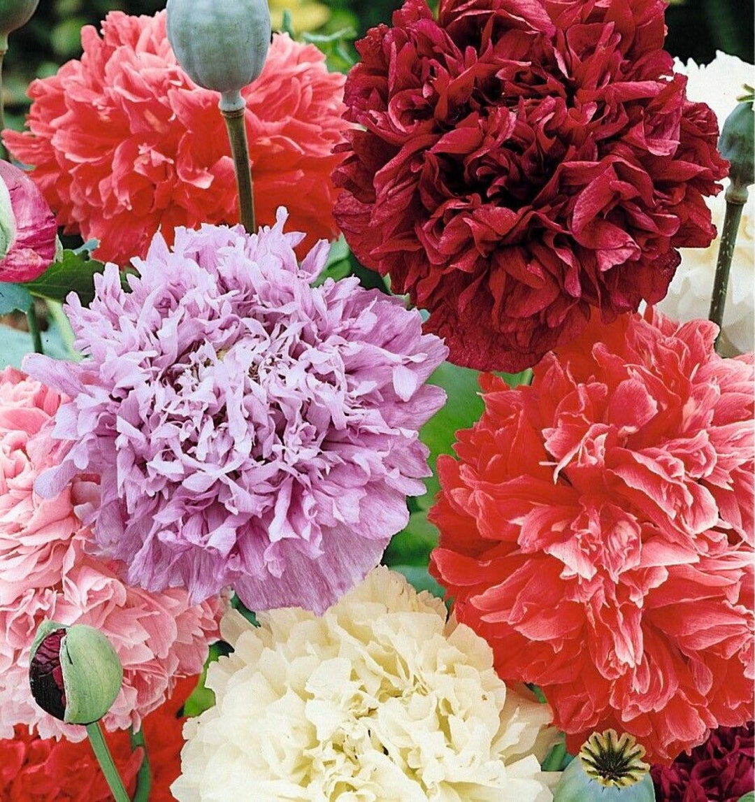 Pastel Peony Aster Flower Seeds: Organic Gardening, Easy to Grow - Etsy