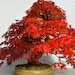 Red Maple Bonsai Tree Seeds: Acer Perennial for Indoor and Outdoor ...