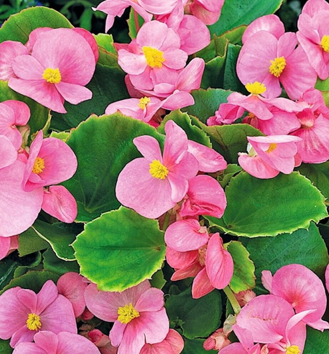 Pink Begonia 'rose Comet' Hybrid Seeds: Organic Flowering Plants, Easy ...