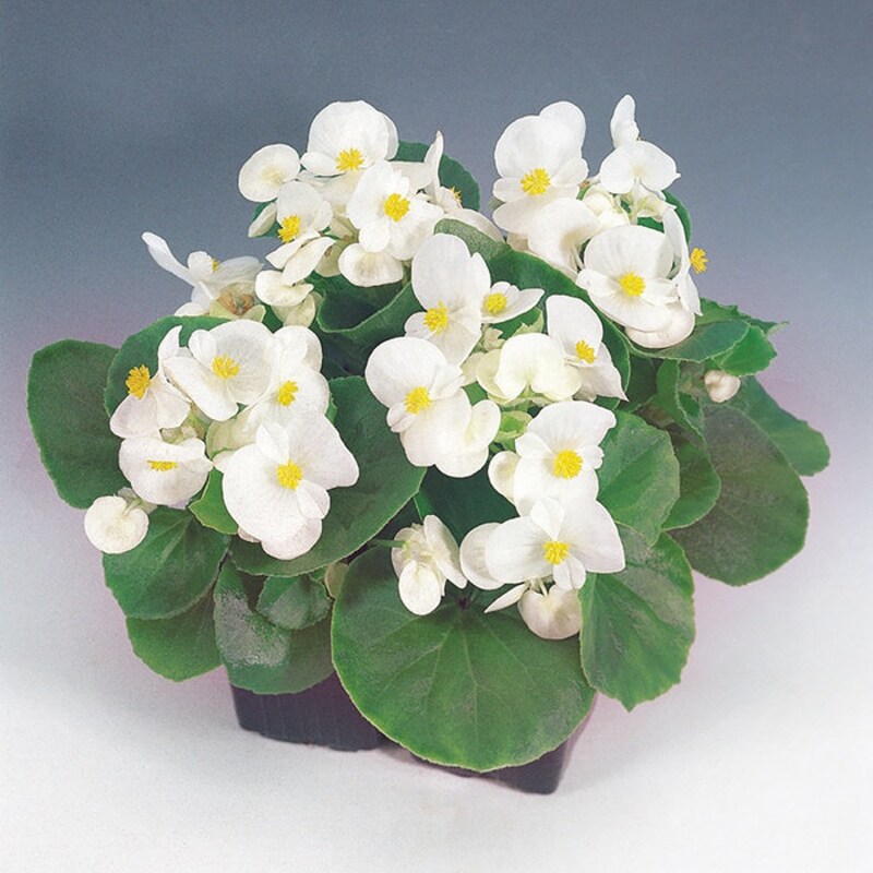 Moonlight Butterfly Begonia - Etsy