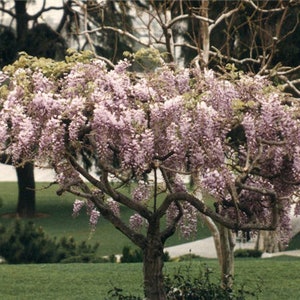 Pink Wisteria Bonsai Tree Seeds, Home Decor Gift for Him Her Mom Dad ...